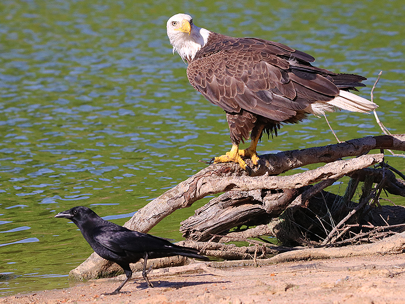 A Real Texas Eagle – DFW Urban Wildlife