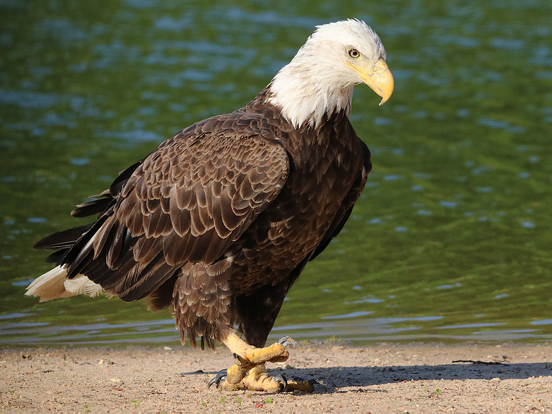 A Real Texas Eagle – DFW Urban Wildlife