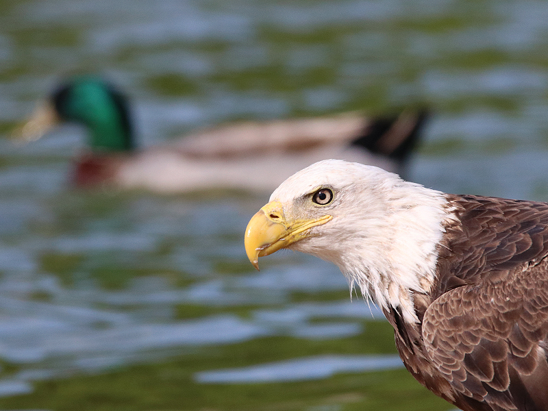 A Real Texas Eagle – DFW Urban Wildlife