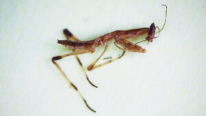 Praying Mantis Parasite – DFW Urban Wildlife