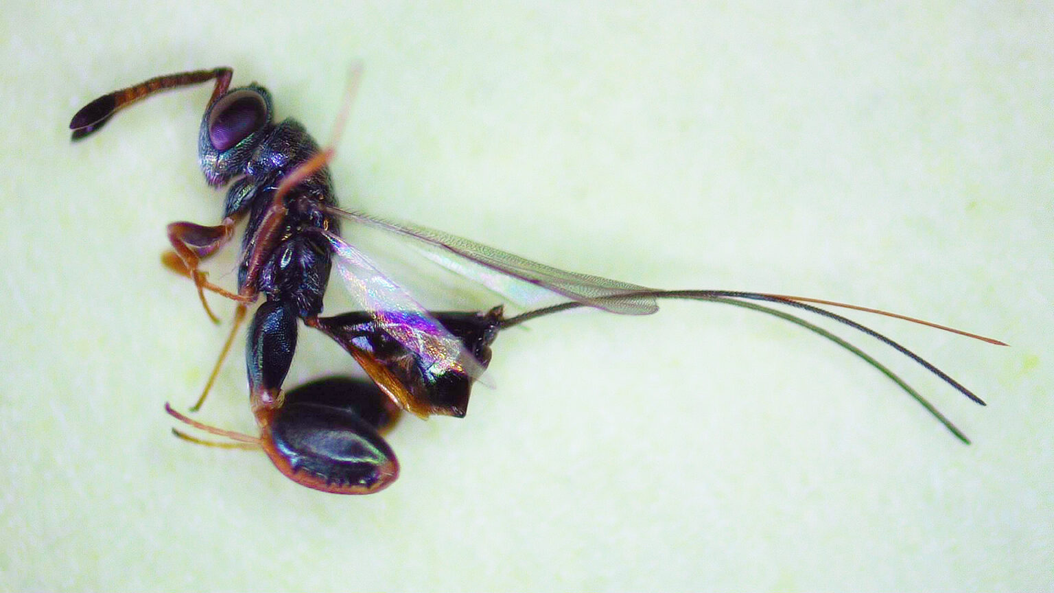 Praying Mantis Parasite – DFW Urban Wildlife