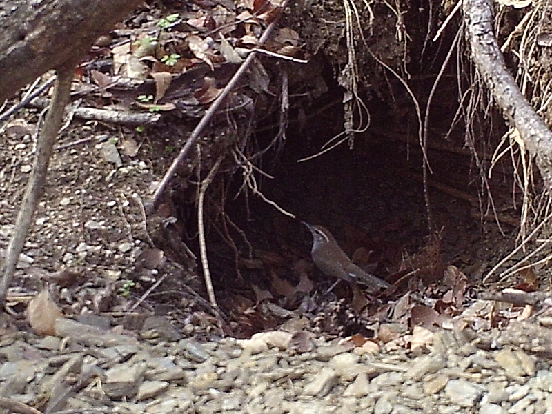 The Burrow – DFW Urban Wildlife