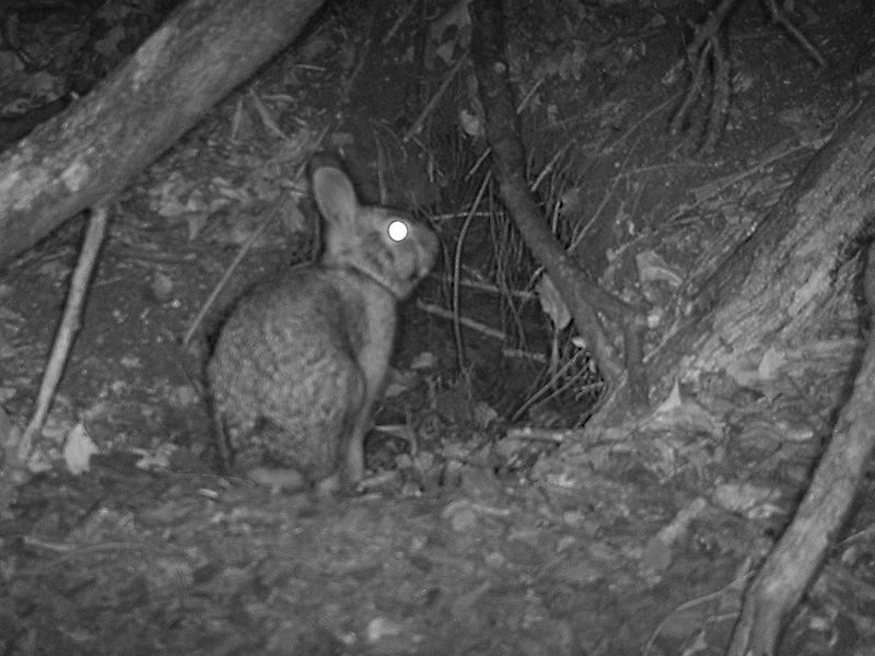 The Burrow – DFW Urban Wildlife