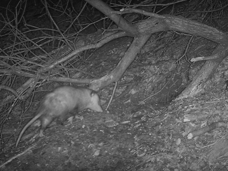 The Burrow – DFW Urban Wildlife