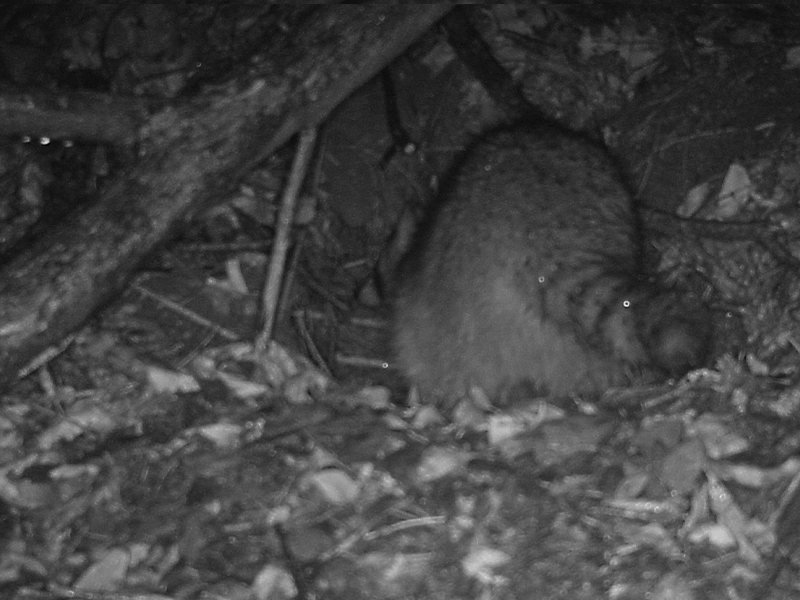 The Burrow – DFW Urban Wildlife