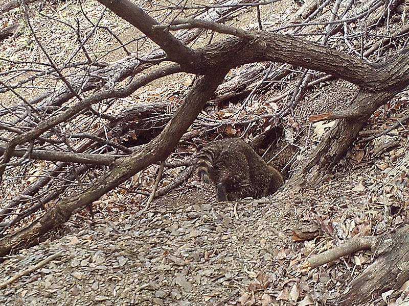 The Burrow – DFW Urban Wildlife
