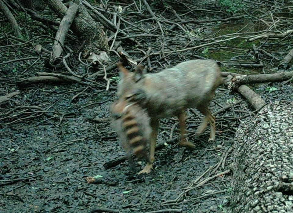 Coyotes and Armadillos – DFW Urban Wildlife