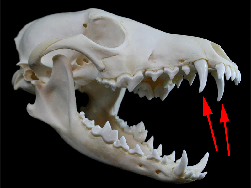 Coyotes and Armadillos – DFW Urban Wildlife