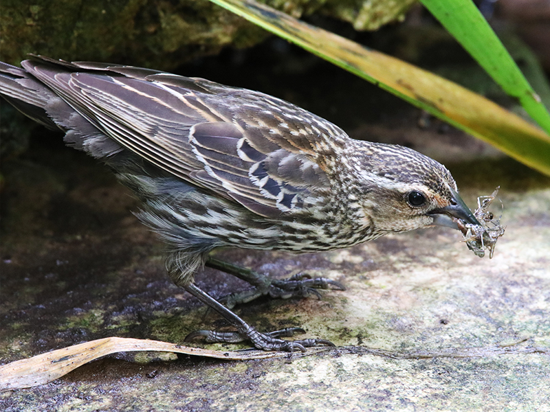 Summertime at the Dallas Arboretum – DFW Urban Wildlife