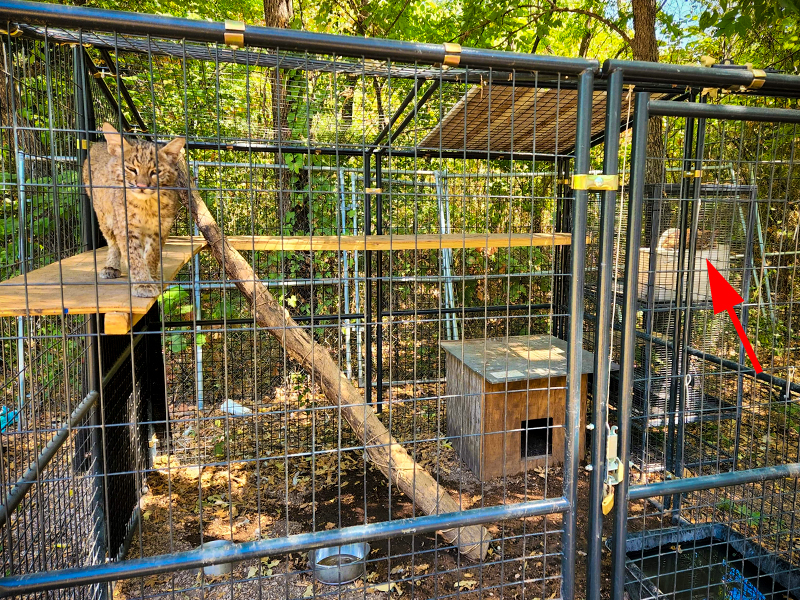 Rehabbing Baby Bobcats – DFW Urban Wildlife