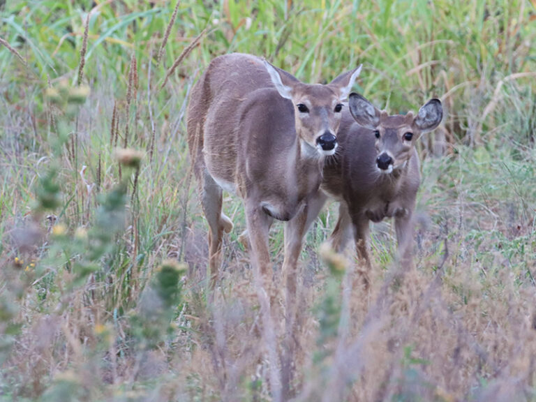 Murrell Park on Grapevine Lake – DFW Urban Wildlife
