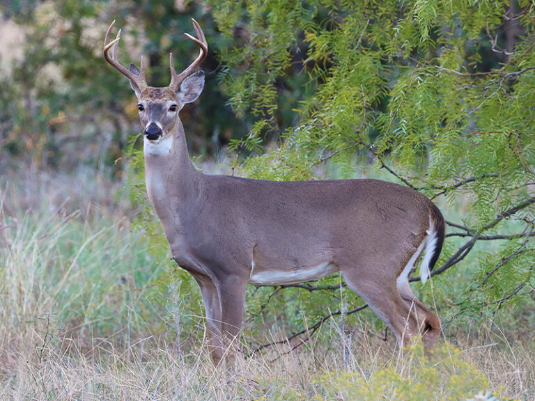 Murrell Park on Grapevine Lake – DFW Urban Wildlife