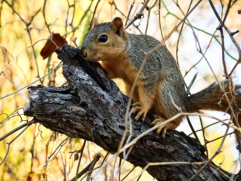 Murrell Park on Grapevine Lake – DFW Urban Wildlife