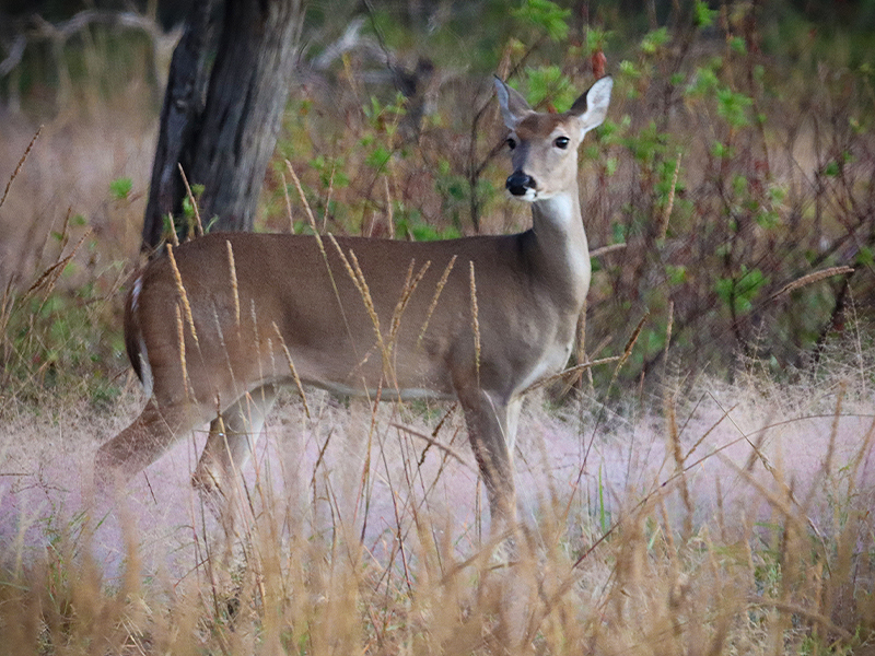 Murrell Park on Grapevine Lake – DFW Urban Wildlife