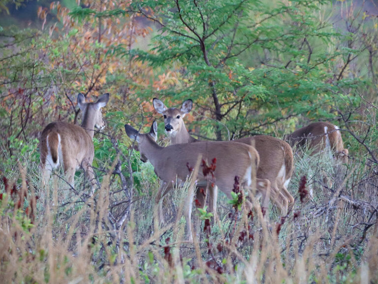 Murrell Park on Grapevine Lake – DFW Urban Wildlife