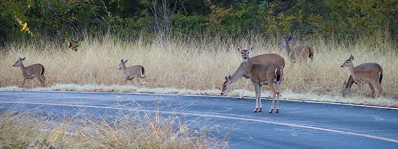 Murrell Park on Grapevine Lake – DFW Urban Wildlife