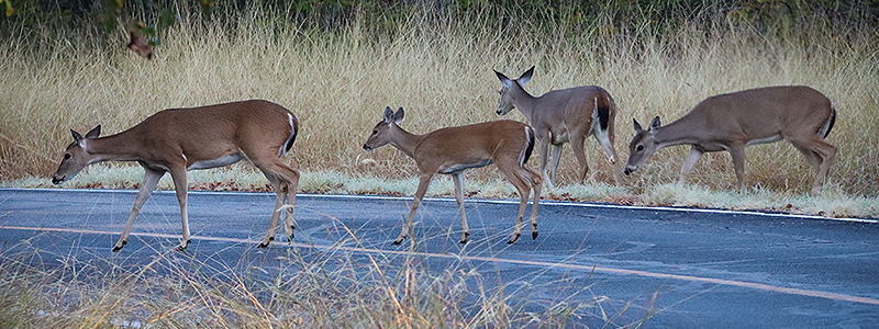 Murrell Park on Grapevine Lake – DFW Urban Wildlife
