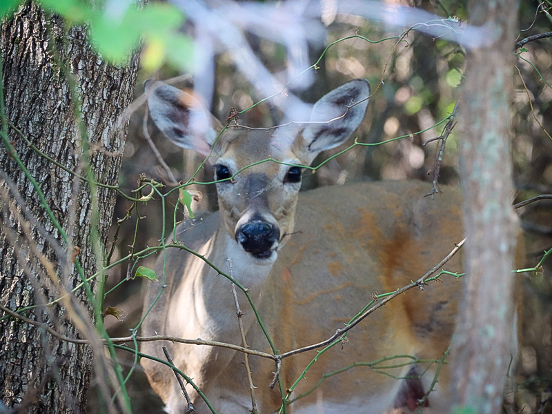 Murrell Park on Grapevine Lake – DFW Urban Wildlife