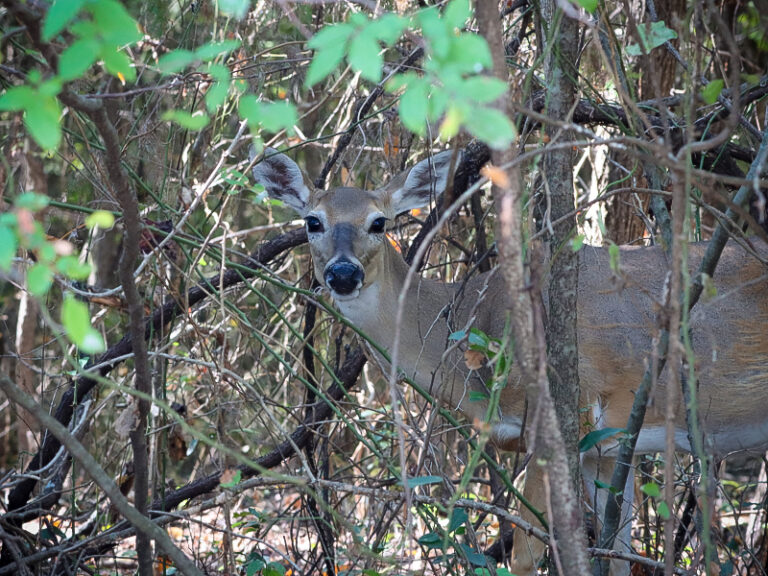 Murrell Park on Grapevine Lake – DFW Urban Wildlife