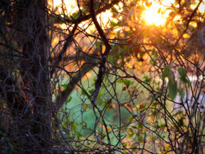 Murrell Park on Grapevine Lake – DFW Urban Wildlife