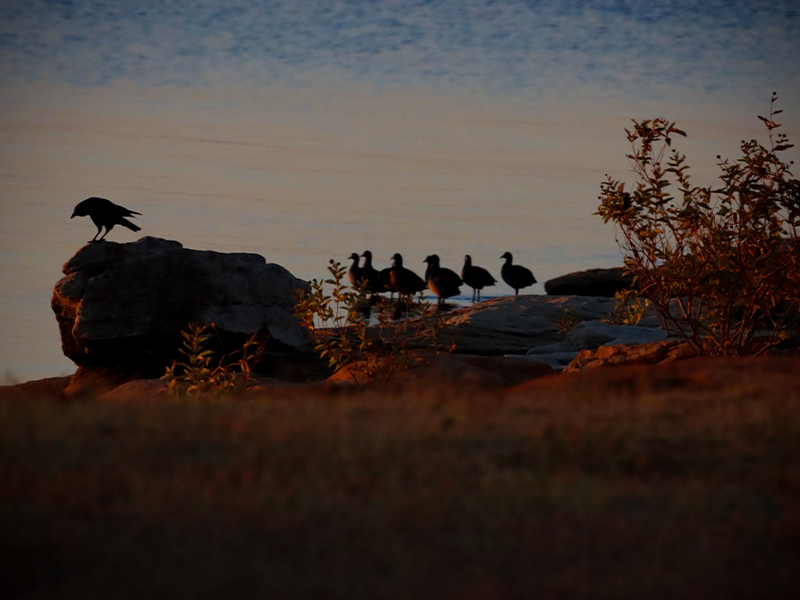 Murrell Park on Grapevine Lake – DFW Urban Wildlife