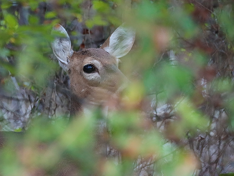 Murrell Park on Grapevine Lake – DFW Urban Wildlife