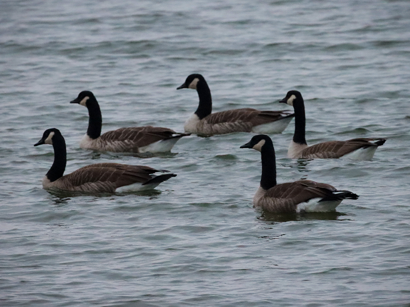 Murrell Park on Grapevine Lake – DFW Urban Wildlife