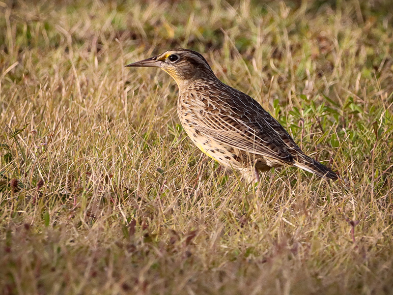 Murrell Park on Grapevine Lake – DFW Urban Wildlife