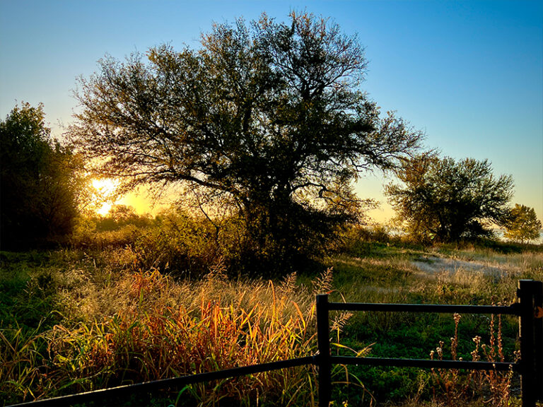 Murrell Park on Grapevine Lake – DFW Urban Wildlife