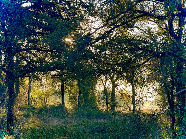 Murrell Park on Grapevine Lake – DFW Urban Wildlife