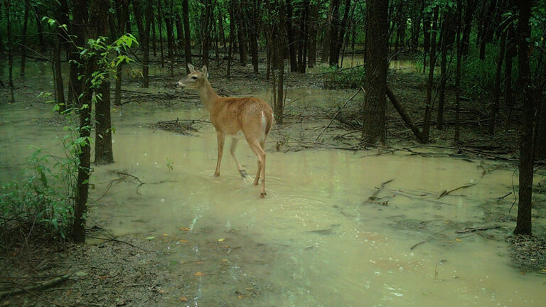 This Place in the Woods – The Great Trinity Forest – DFW Urban Wildlife