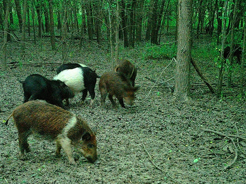 This Place in the Woods – The Great Trinity Forest – DFW Urban Wildlife
