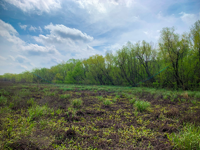 This Place in the Woods – The Great Trinity Forest – DFW Urban Wildlife