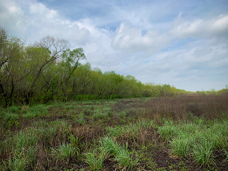 This Place in the Woods – The Great Trinity Forest – DFW Urban Wildlife