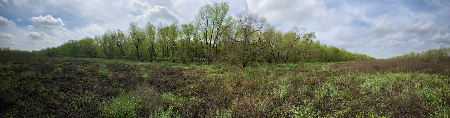 This Place in the Woods – The Great Trinity Forest – DFW Urban Wildlife