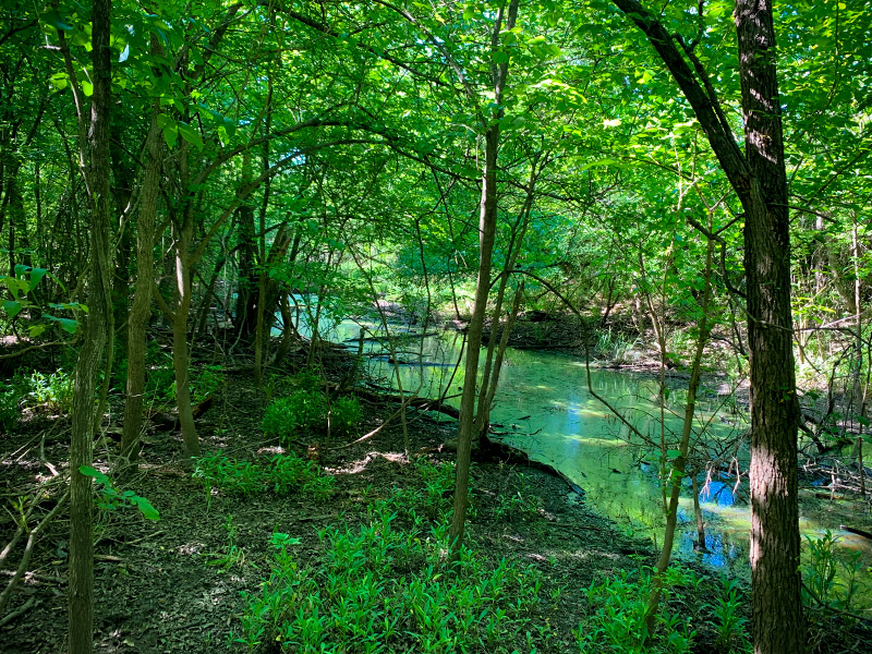 This Place in the Woods – The Great Trinity Forest – DFW Urban Wildlife