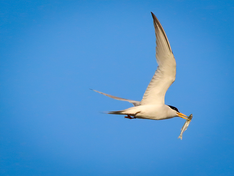 Interior Least Terns: Their Numbers are on the Rise! – DFW Urban Wildlife