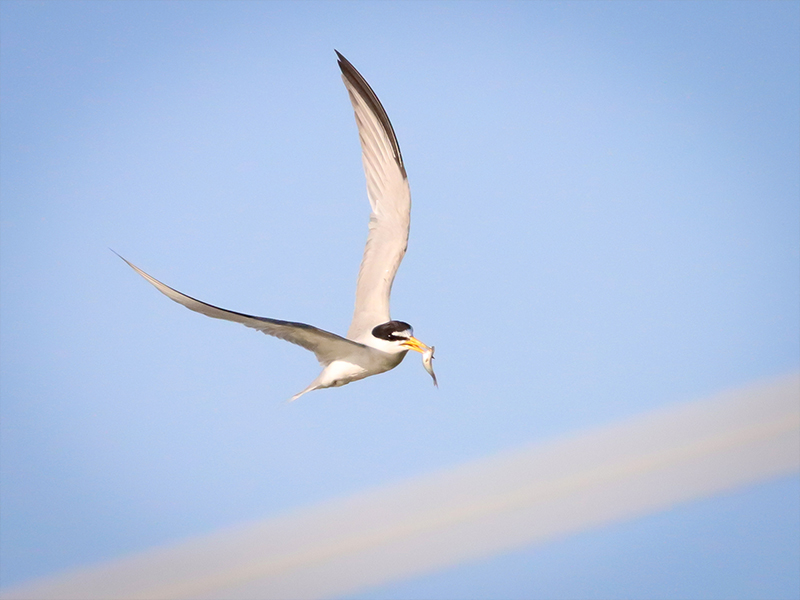 Interior Least Terns: Their Numbers are on the Rise! – DFW Urban Wildlife