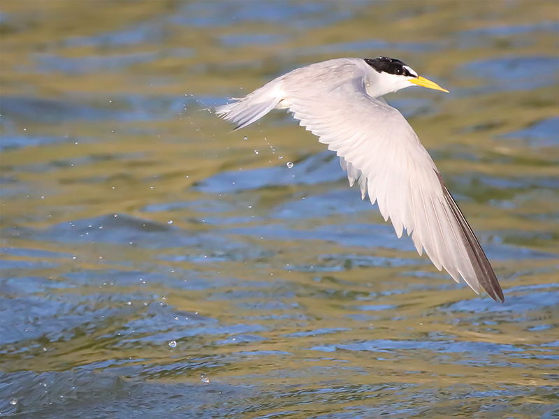 Interior Least Terns: Their Numbers are on the Rise! – DFW Urban Wildlife