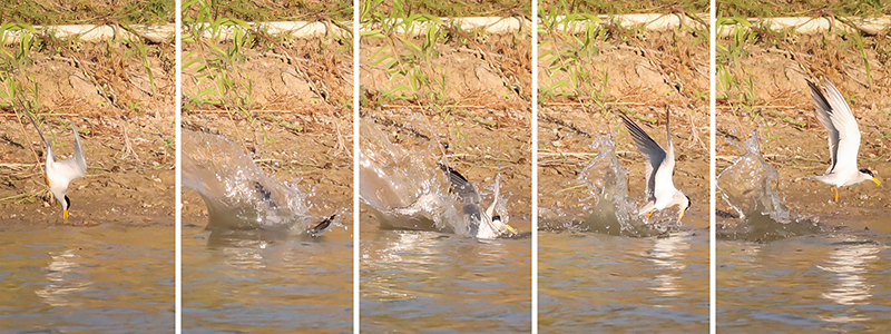 Interior Least Terns: Their Numbers are on the Rise! – DFW Urban Wildlife