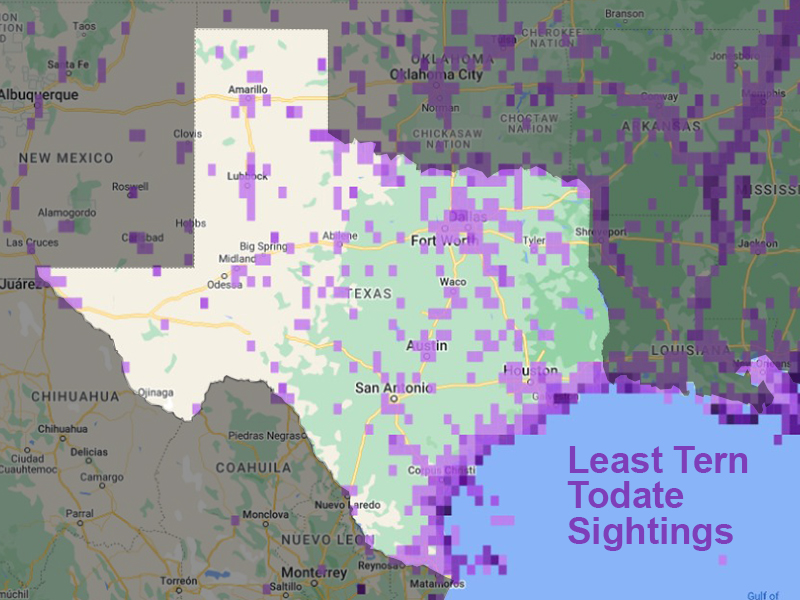 Interior Least Terns: Their Numbers are on the Rise! – DFW Urban Wildlife