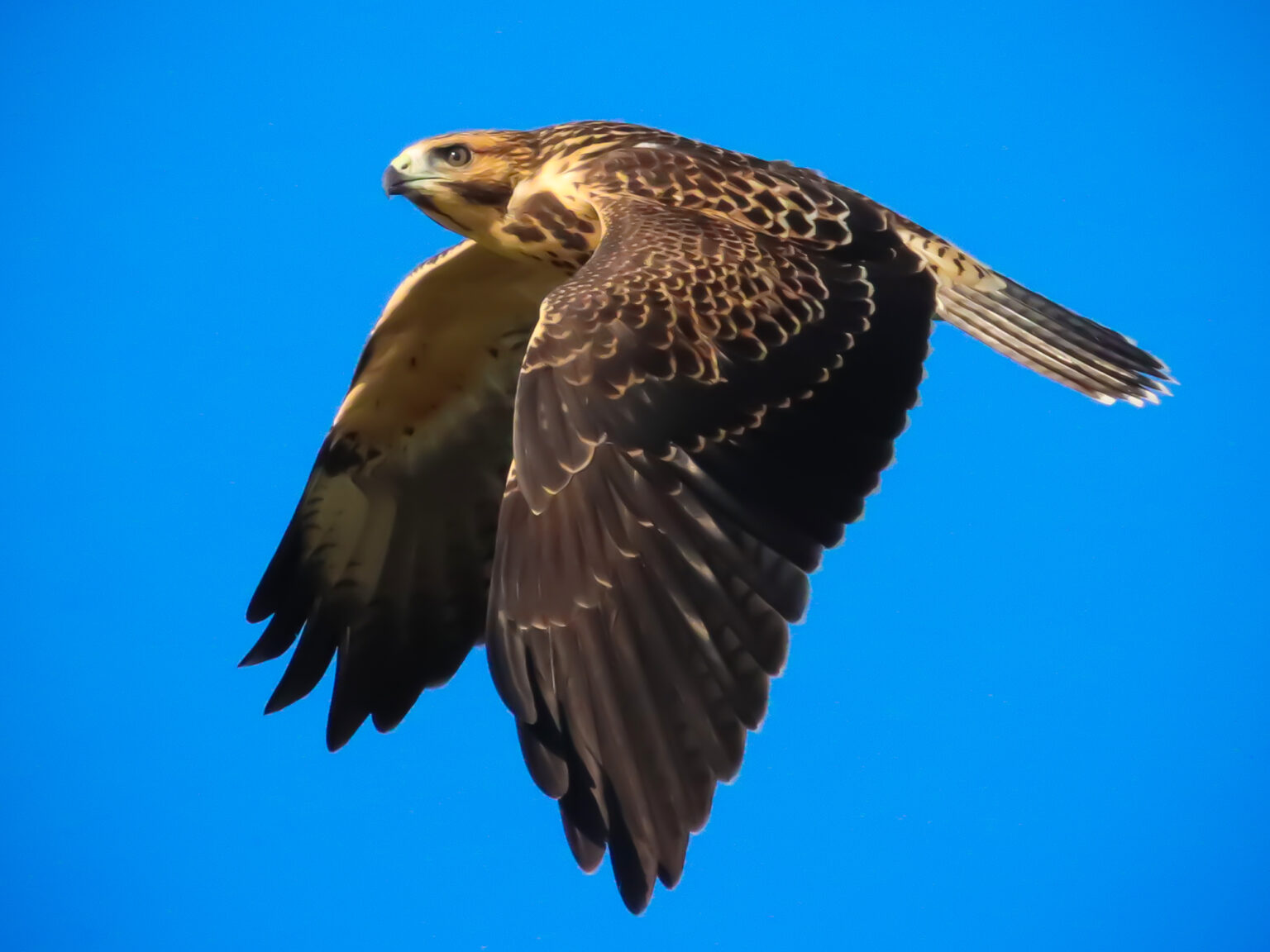 Swainson’s Hawk Summer – DFW Urban Wildlife