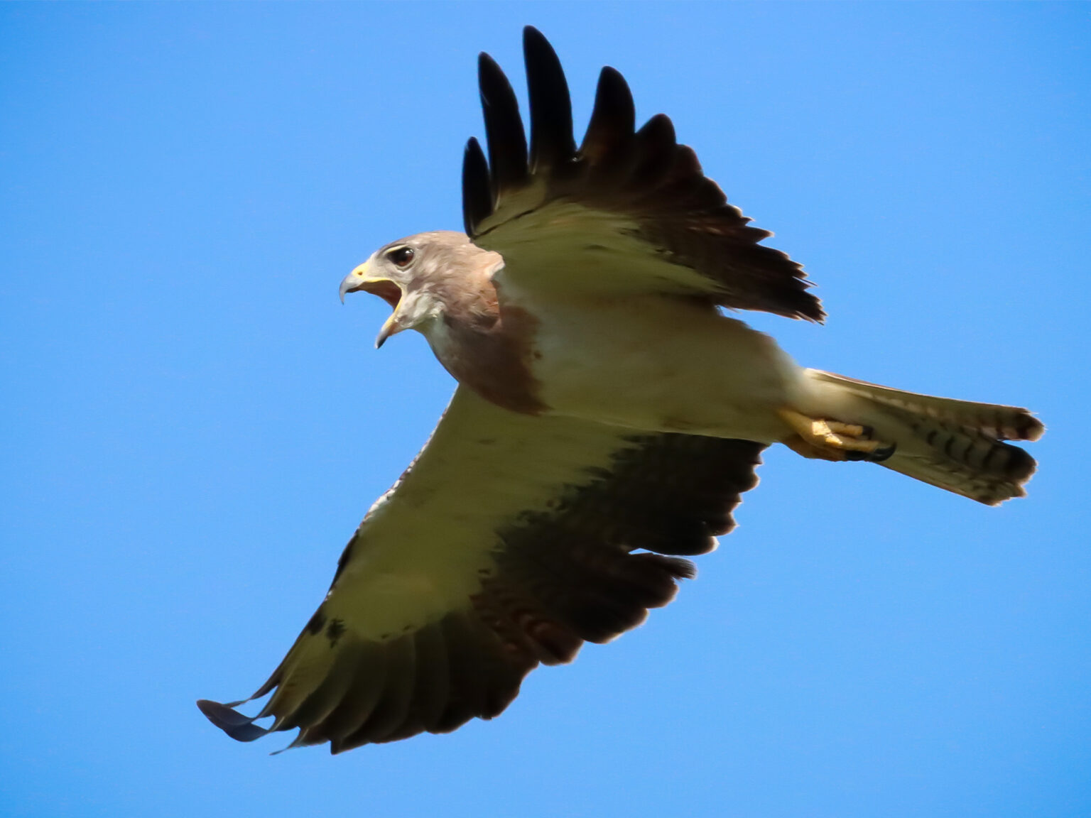 Swainson’s Hawk Summer – DFW Urban Wildlife