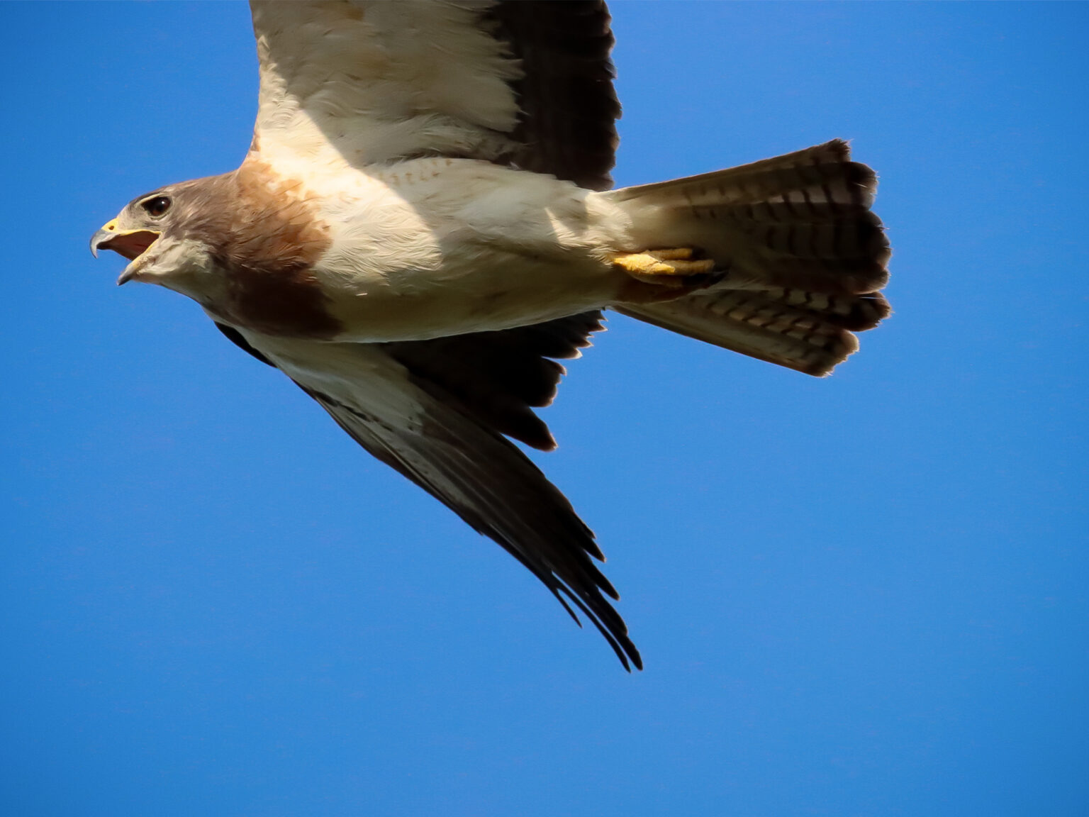 Swainson’s Hawk Summer – DFW Urban Wildlife