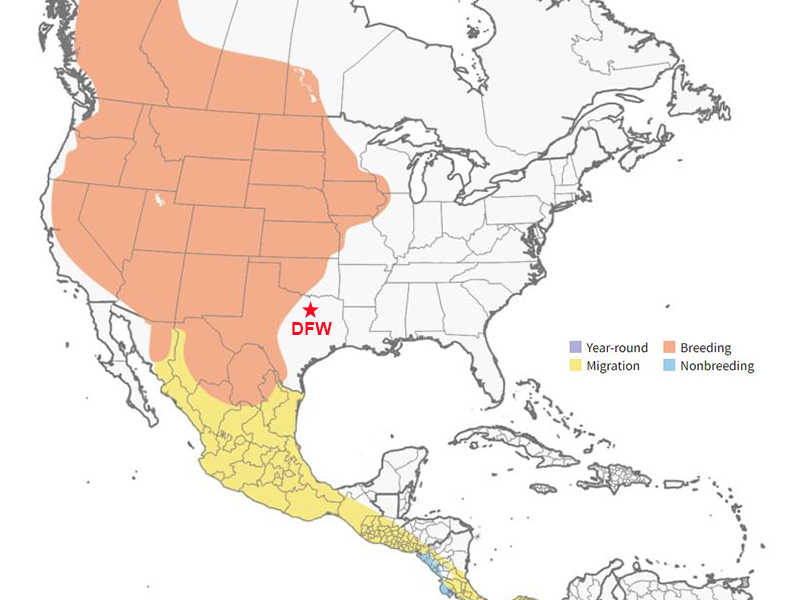 Swainson’s Hawk Summer – DFW Urban Wildlife