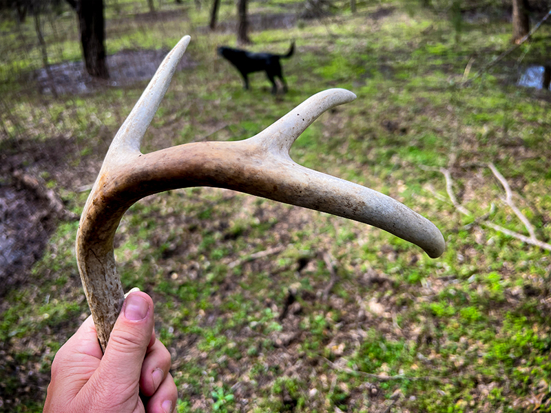 Buckland Peninsula – DFW Urban Wildlife