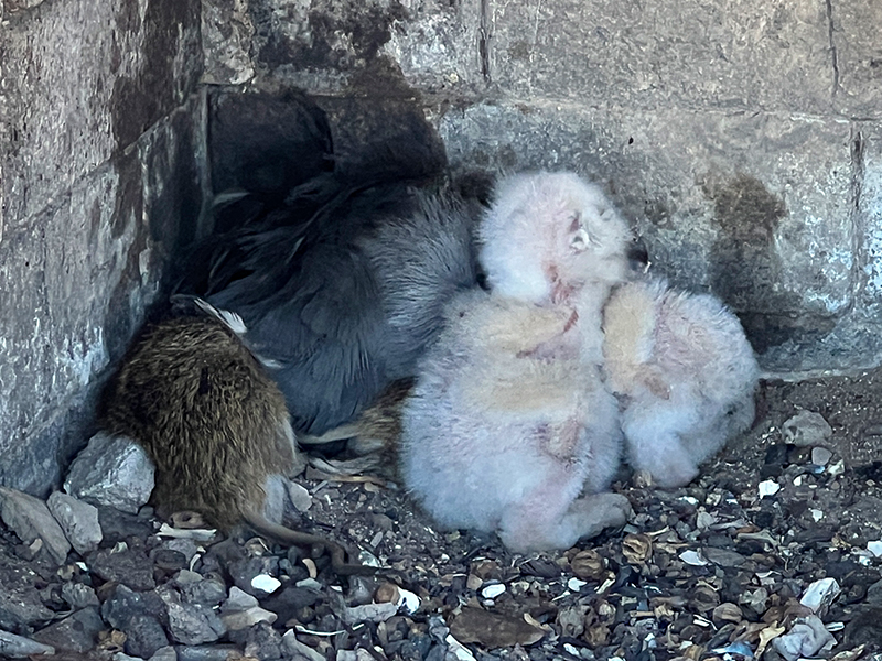 Great Horned Owls – DFW Urban Wildlife