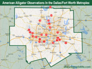 Dallas/Fort Worth Alligator Tracker – DFW Urban Wildlife