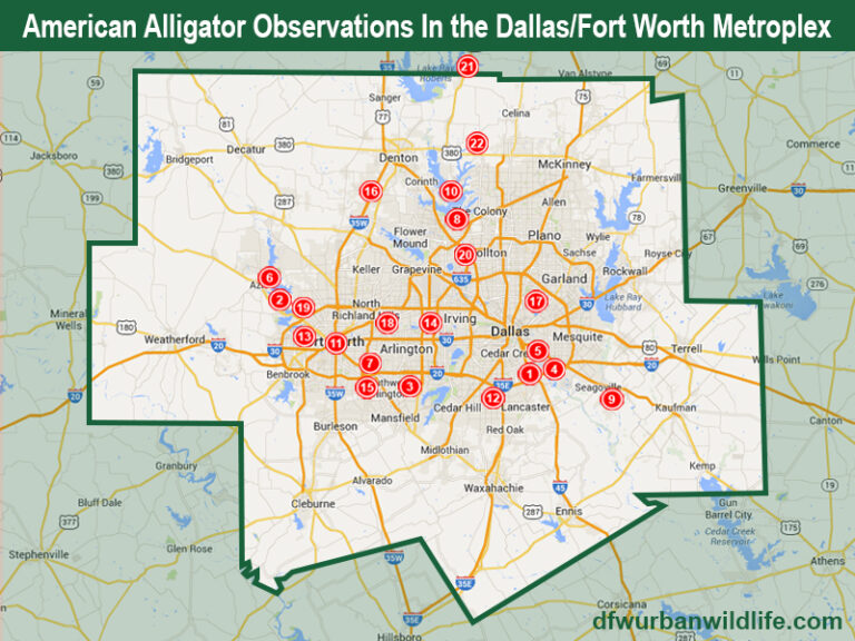 Dallas/Fort Worth Alligator Tracker – DFW Urban Wildlife