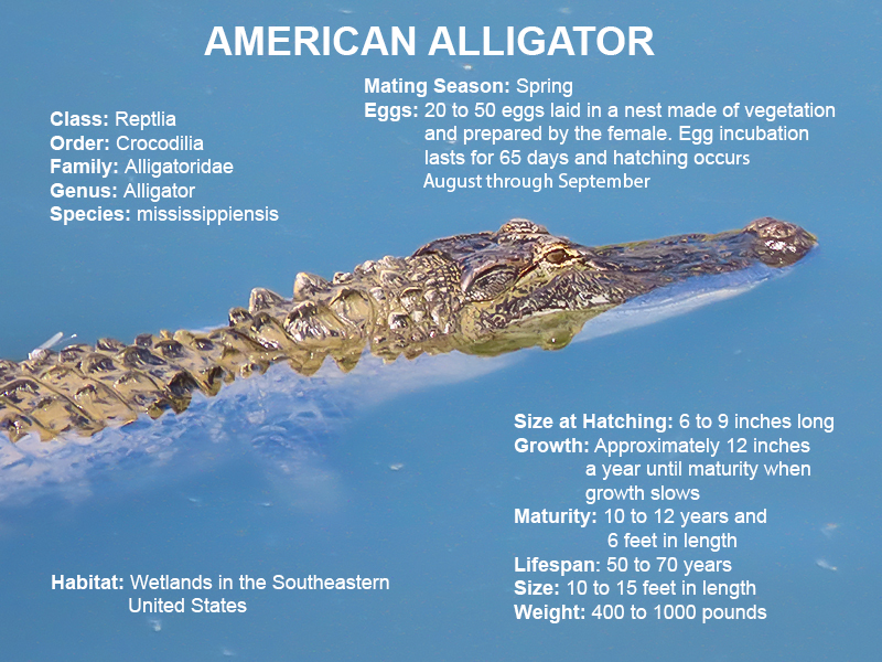 Dallas/Fort Worth Alligator Tracker – DFW Urban Wildlife